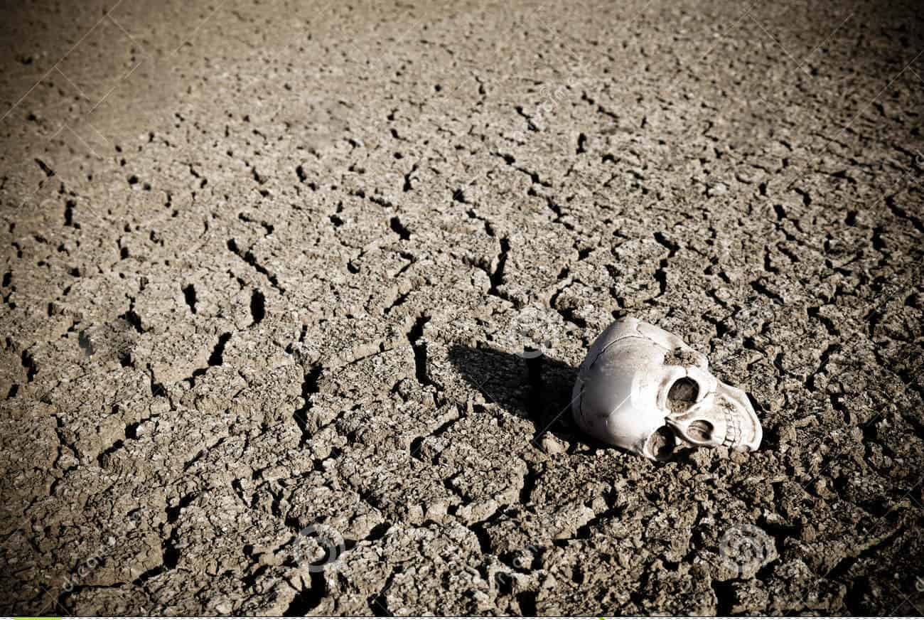 Humans at risk as Earth ‘enters new phase of extinction’