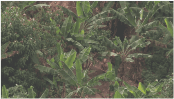 First ever aerial footage of the last Uncontacted Amazon tribe that has ...