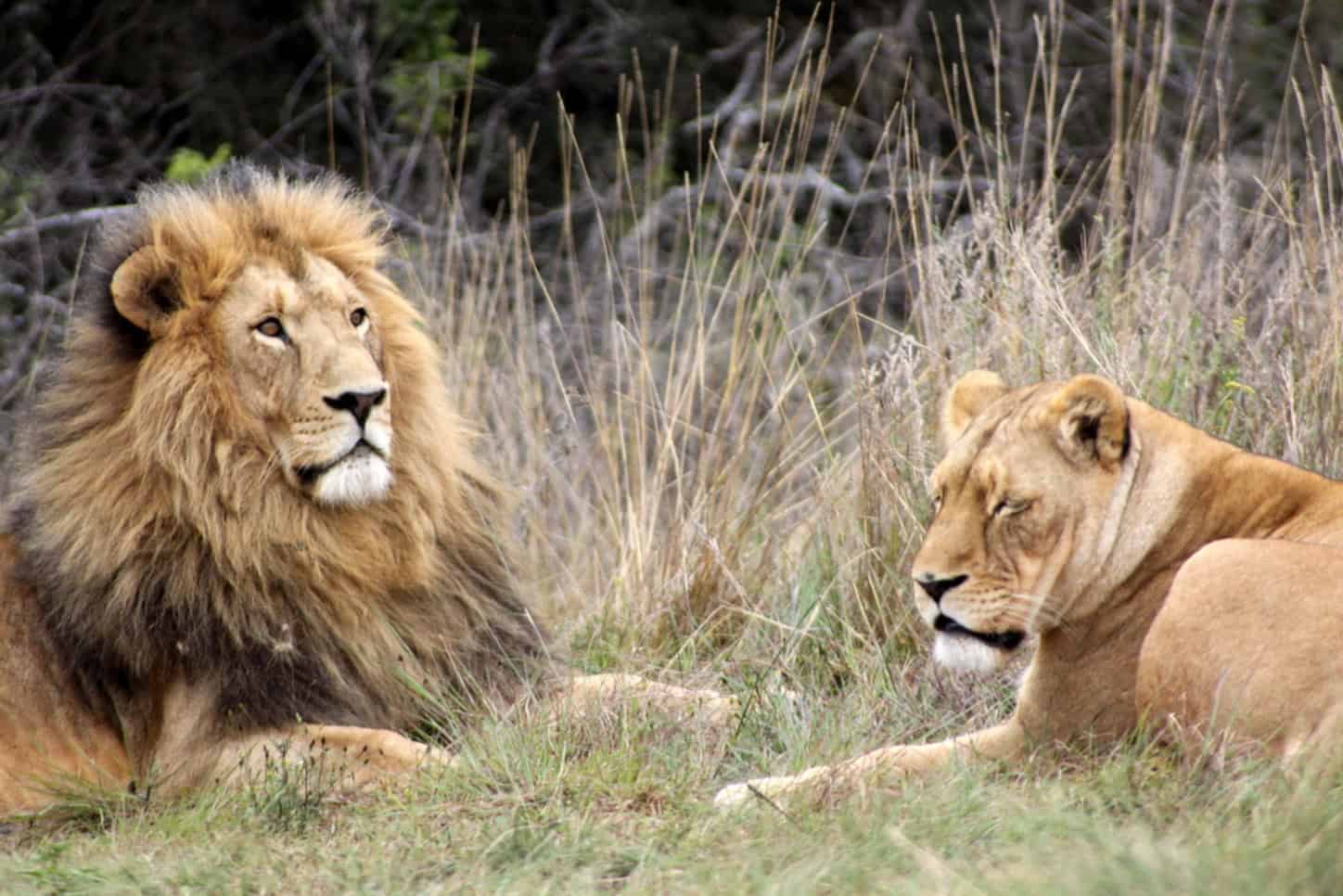 Danish zoo invites kids to watch lion dissection