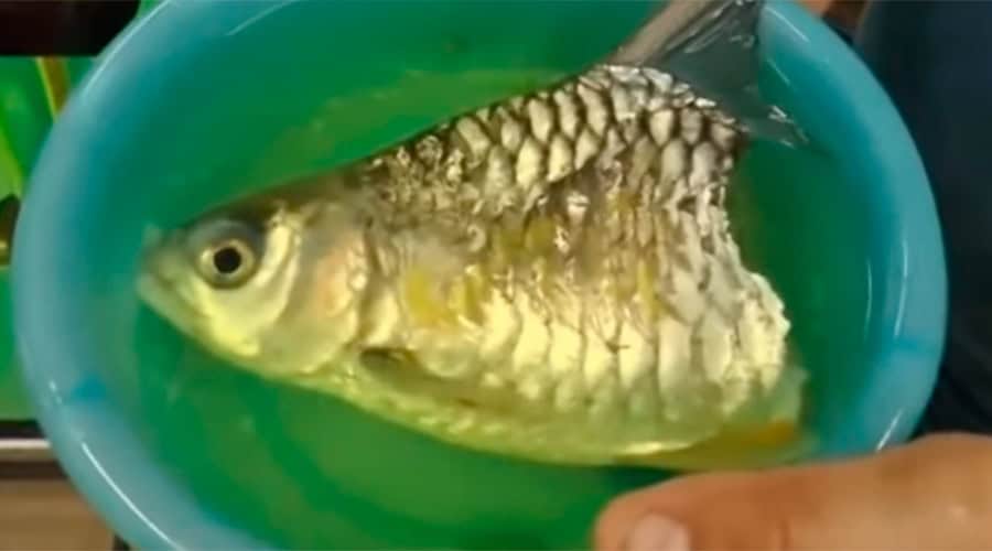 VIDEO: Half-fish survives six months with no trunk or tail