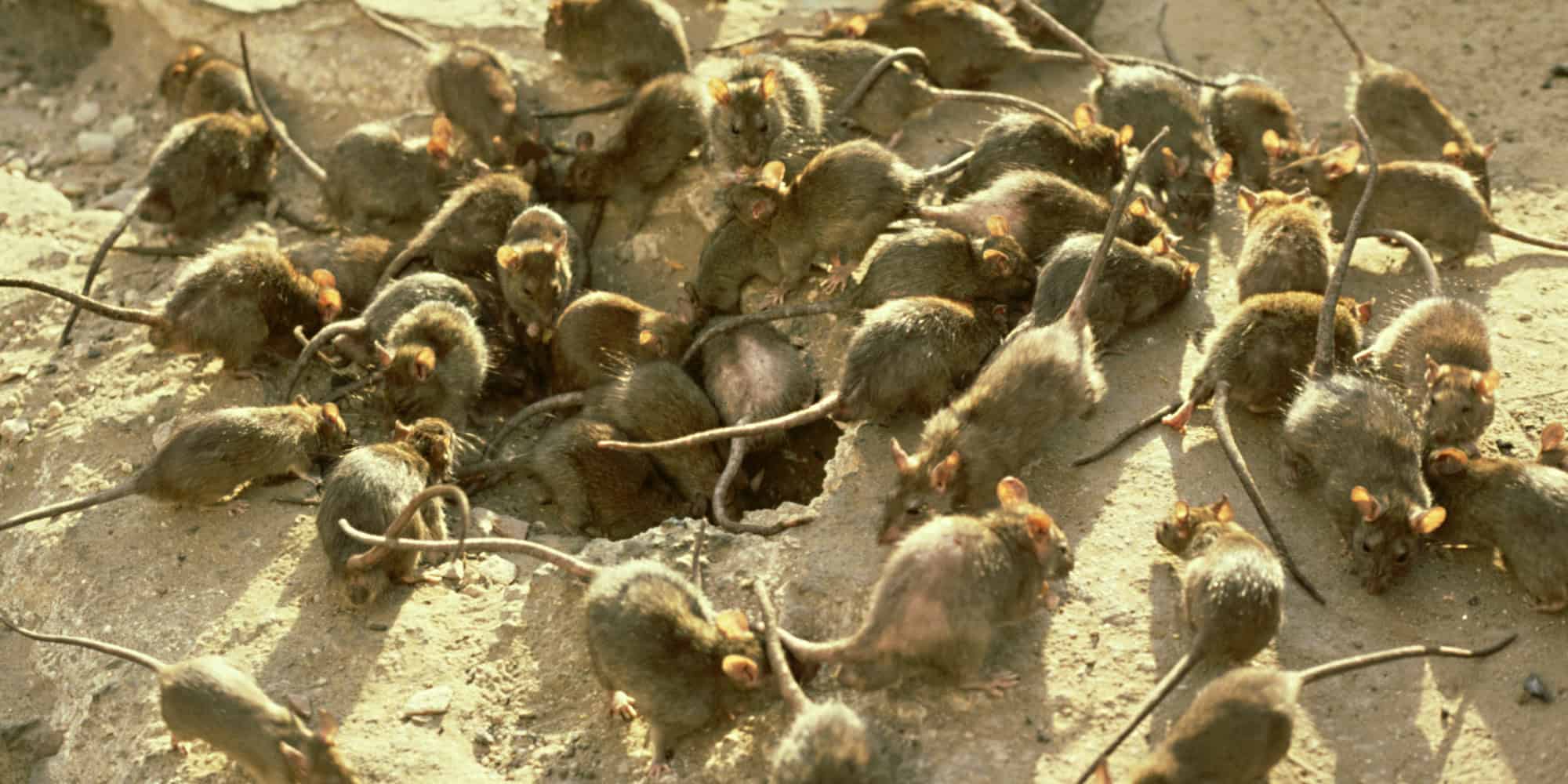 Rat biting cases on rise in Peshawar