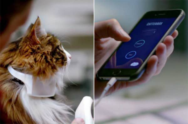 Catterbox - World’s first smart collar that translates Cat Meows into ...