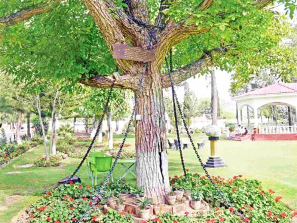 This tree has been under arrest for the past 118 years