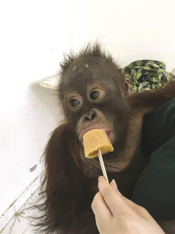 Kuwait wants to deport this monkey for the most unbelievable reason