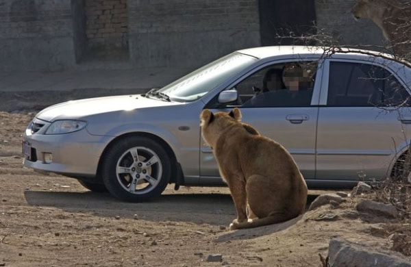 Shocking Video: Tiger kills woman at Beijing wildlife park