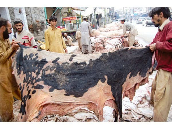 61 organisations barred from collecting hides in Punjab