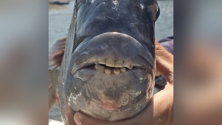 Fish with human teeth caught in South Carolina (PHOTO)