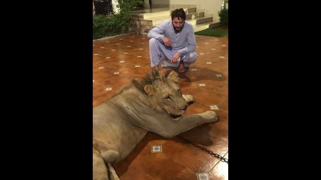 Shahid Afridi clarifies position for keeping chained-lion at home