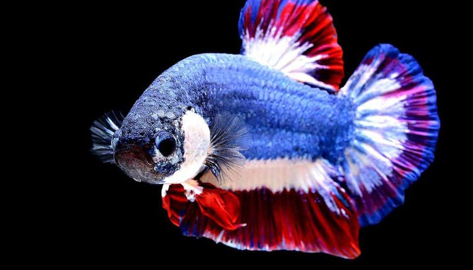 Thailand makes Siamese fighting fish national aquatic animal