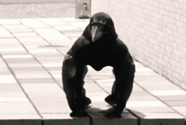 Gorilla Crow in Japan baffles the world