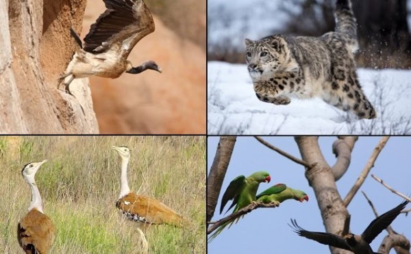 Pakistan launches survey for first Red List of endangered wildlife species