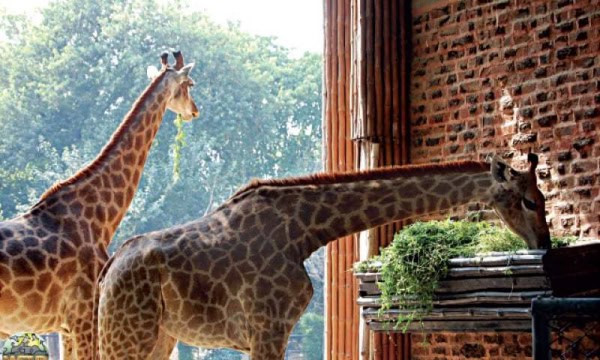 A dangerous virus just killed two giraffes at Peshawar Zoo