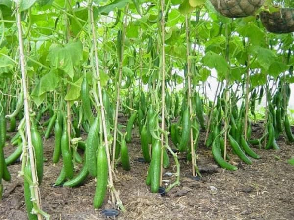 This student s research on cucumber in China to benefit Pakistani farmers