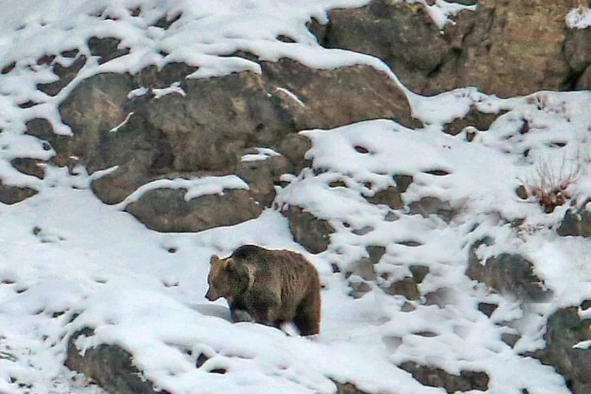 WATCH – Another Himalayan Brown Bear spotted in Pakistan’s Land of the ...