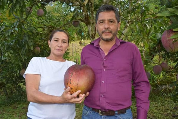 World s heaviest mango found in Colombia