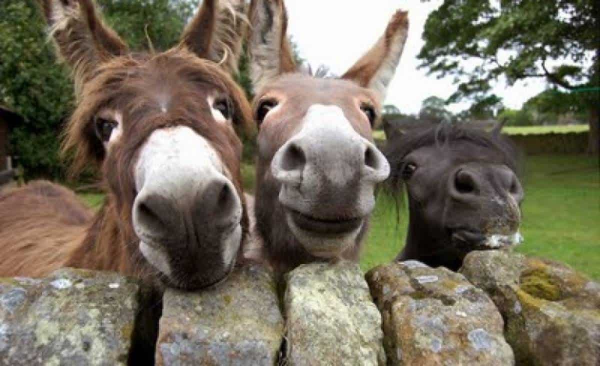 Pakistan sets up first donkey breeding farm in Okara