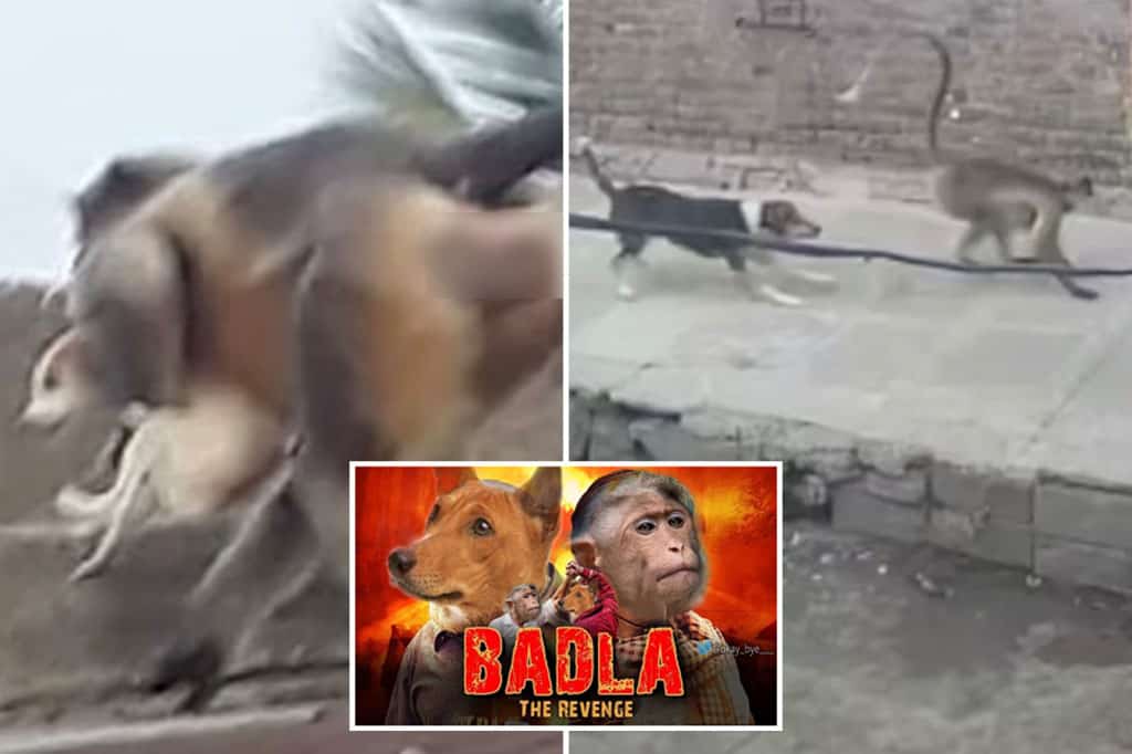 Memes flood Twitter after monkeys kill 250 dogs in revenge in India’s ...