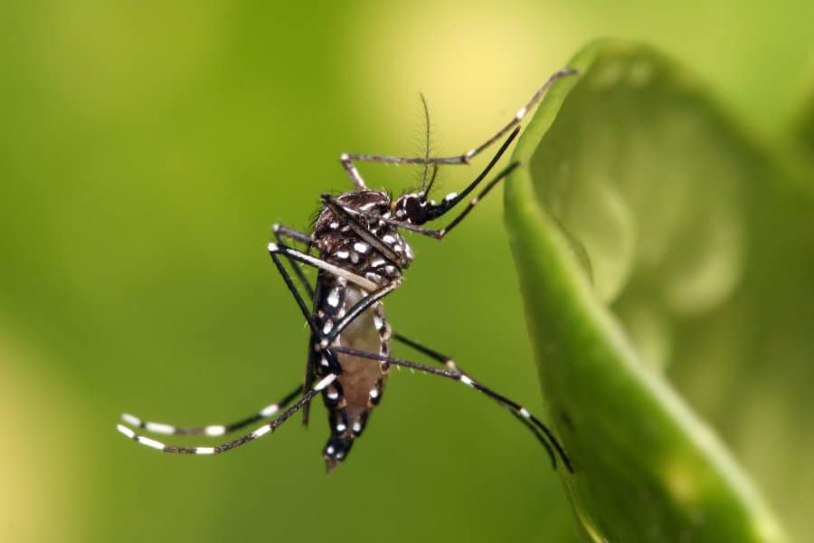 2 billion genetically modified mosquitos to be released to end insect ...