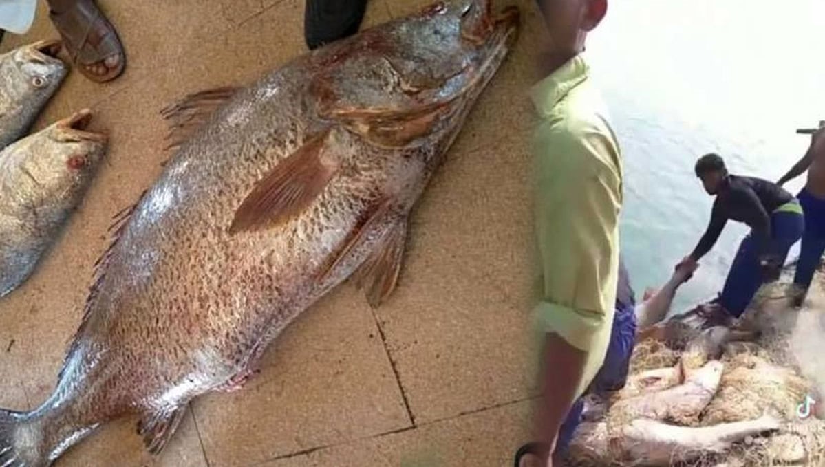 Pakistani fishermen hit jackpot after rare find at Karachi coast