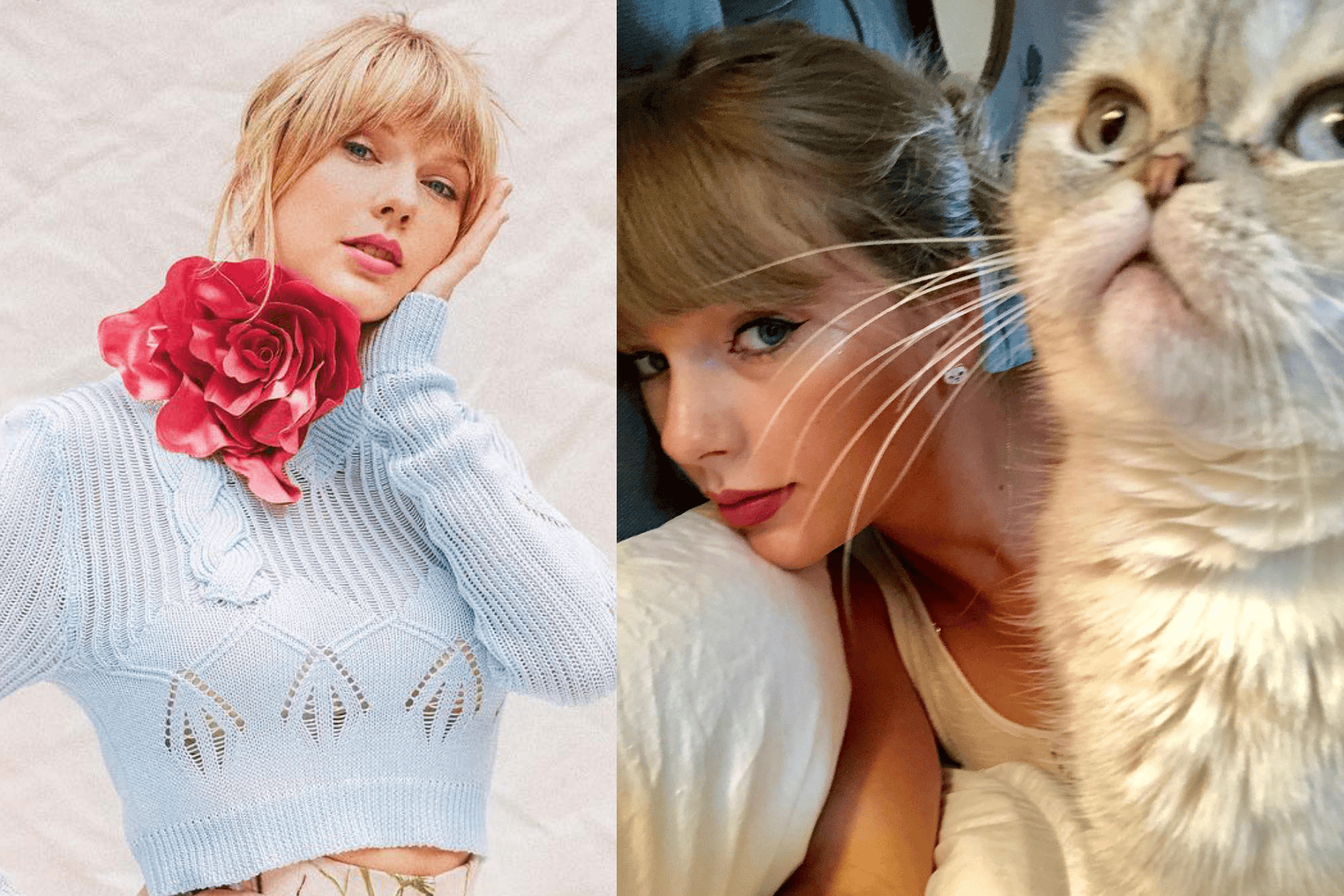 Taylor Swift s 97 million worth cat has the internet shook