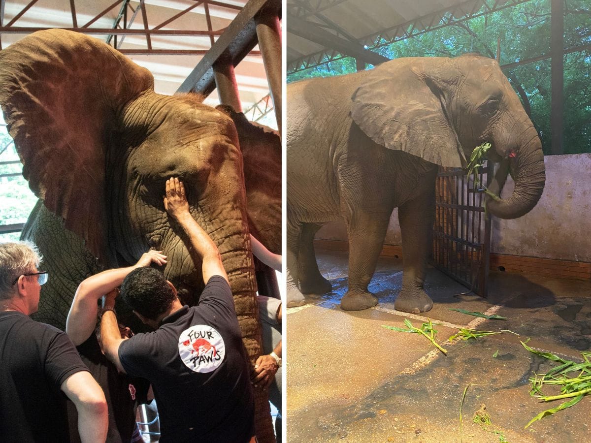 Karachi’s second elephant Madhubala catches fatal infection, a month ...