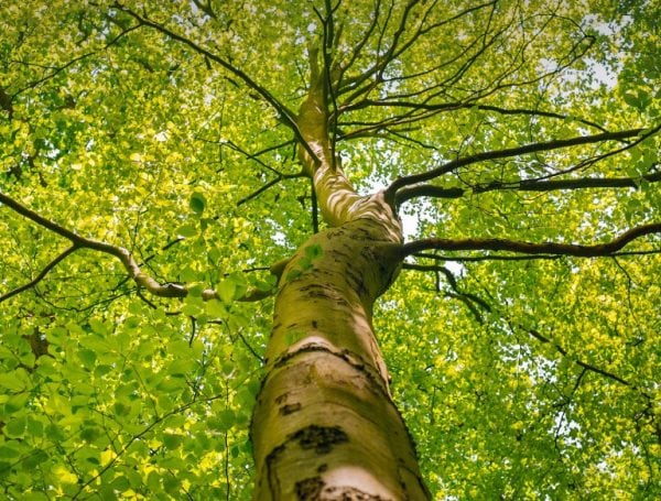 Tallest tree found in Asia stands at 335-feet