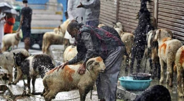 Eid Al-Adha celebrations continue for third day with sacrificial ...