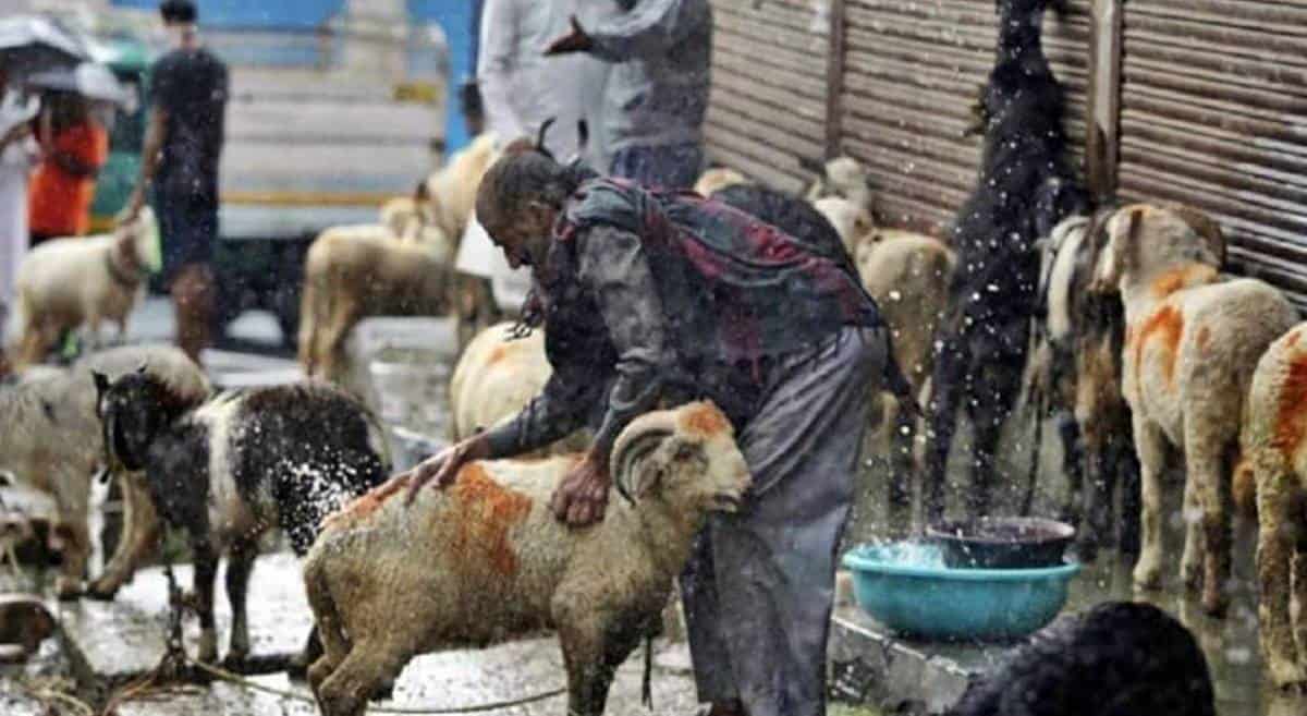 Eid Al-Adha celebrations continue for third day with sacrificial ...