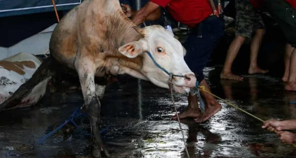 Qurbani Rates 2024: Check rates for slaughtering animals on this Eid ul ...