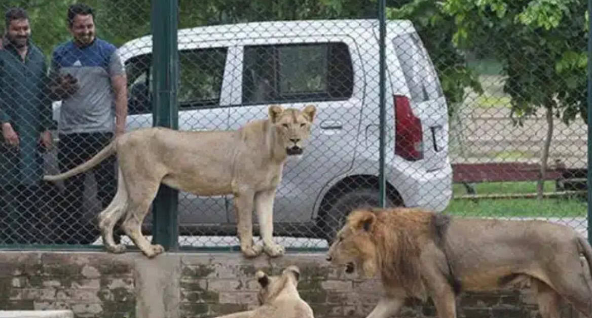CDA planning world class Safari Park in Islamabad to boost tourism