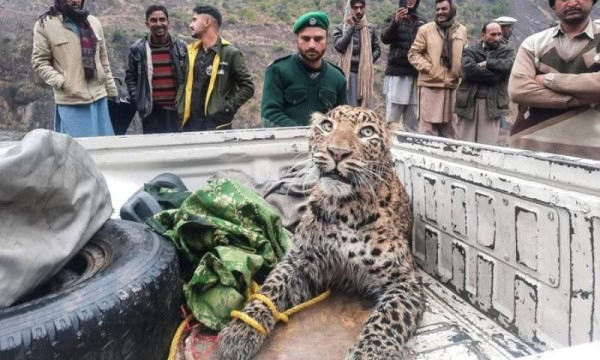 Three injured in Leopard attack on house in Abbottabad