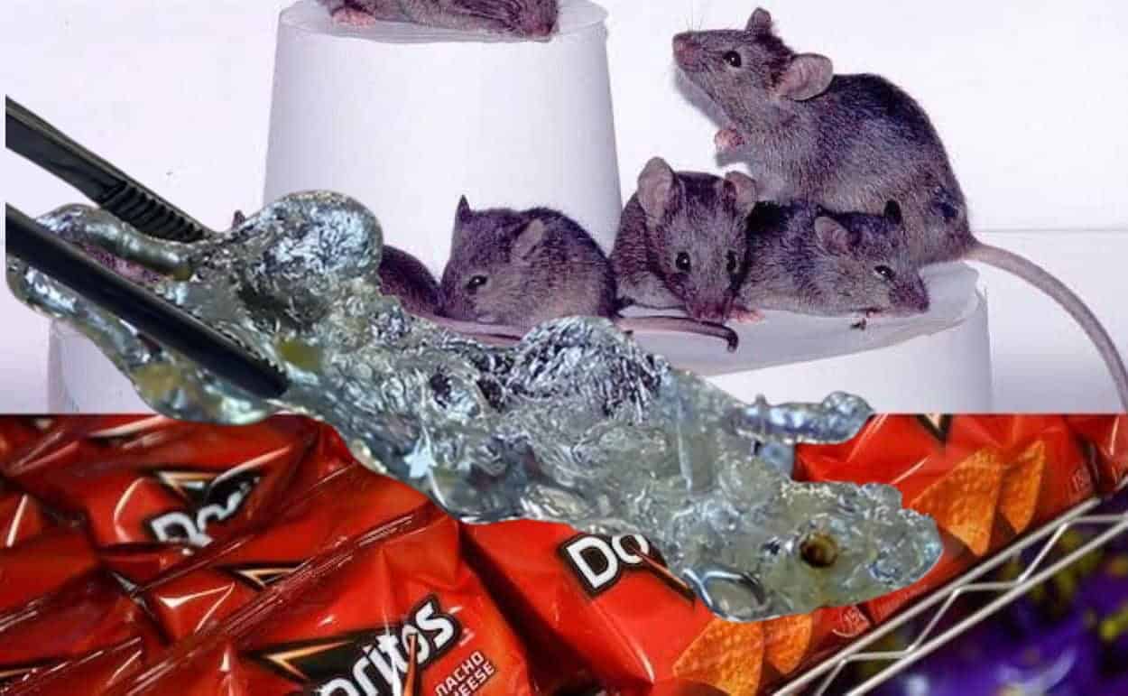 Researchers make Mice skin transparent using dye found in Doritos