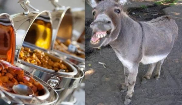 Pakistani doctor reveals How to Spot Donkey Meat Instantly; Know ...