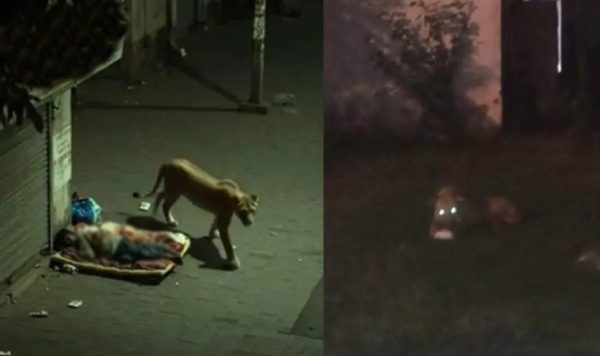 Lion injures man after breaking free from Zoo in Rawalpindi's PWD area