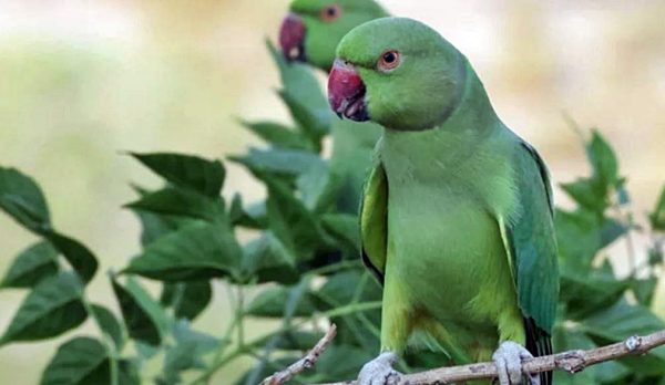 Parrot owners in Punjab now required to Pay Rs1,000 Registration Fee