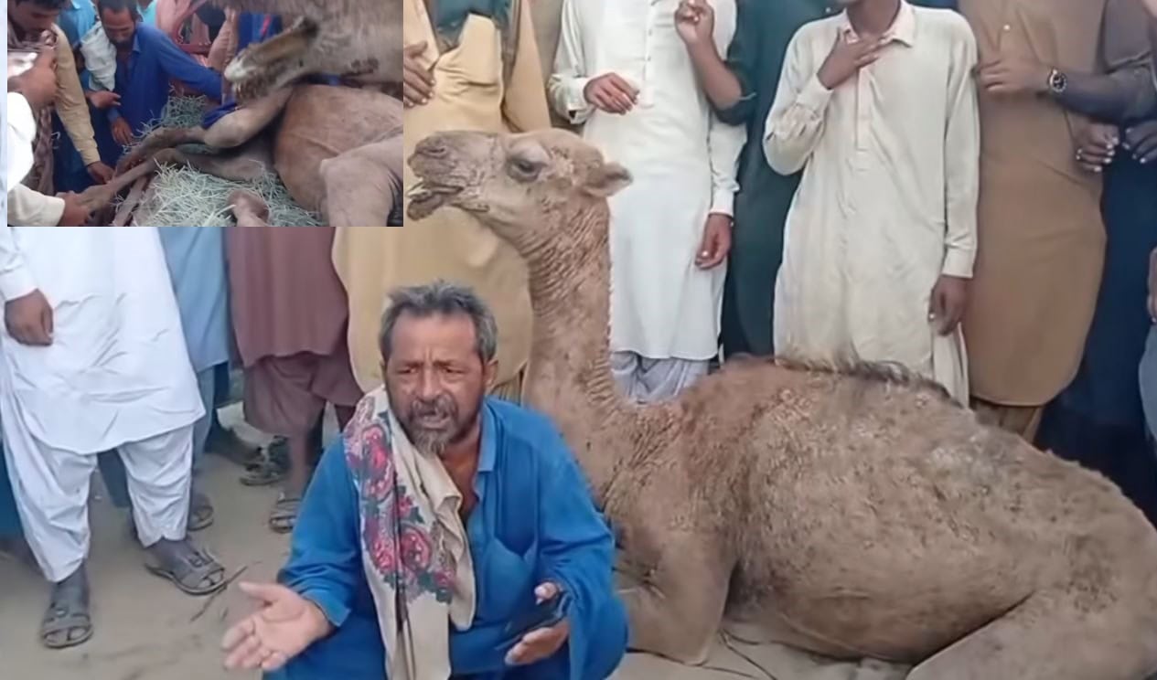 Shock and Outrage as camel badly beaten by Influential Landlord in Sukkur