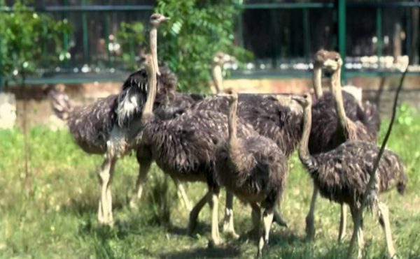 Lahore Safari Zoo achieves first-ever successful ostrich breeding using ...